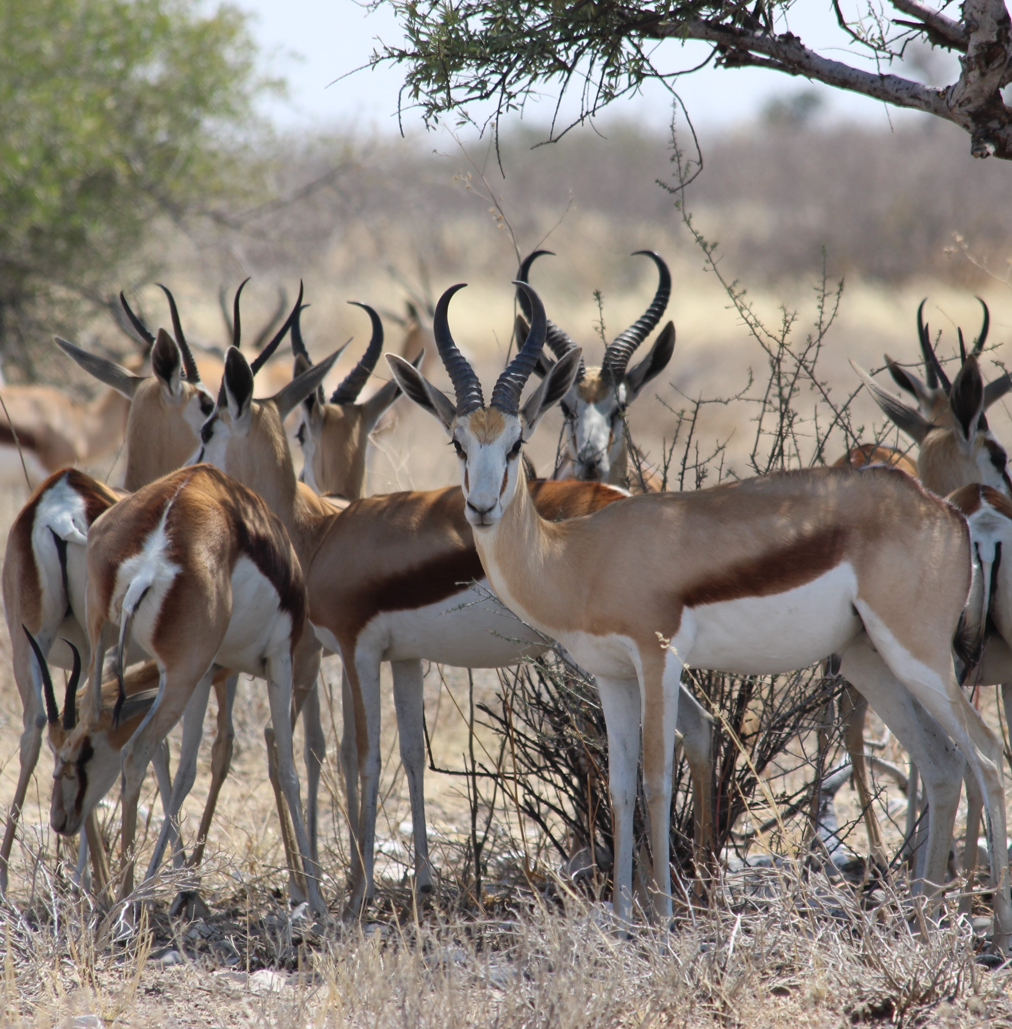 6_Springbok_under_tree – Ga-Afrika